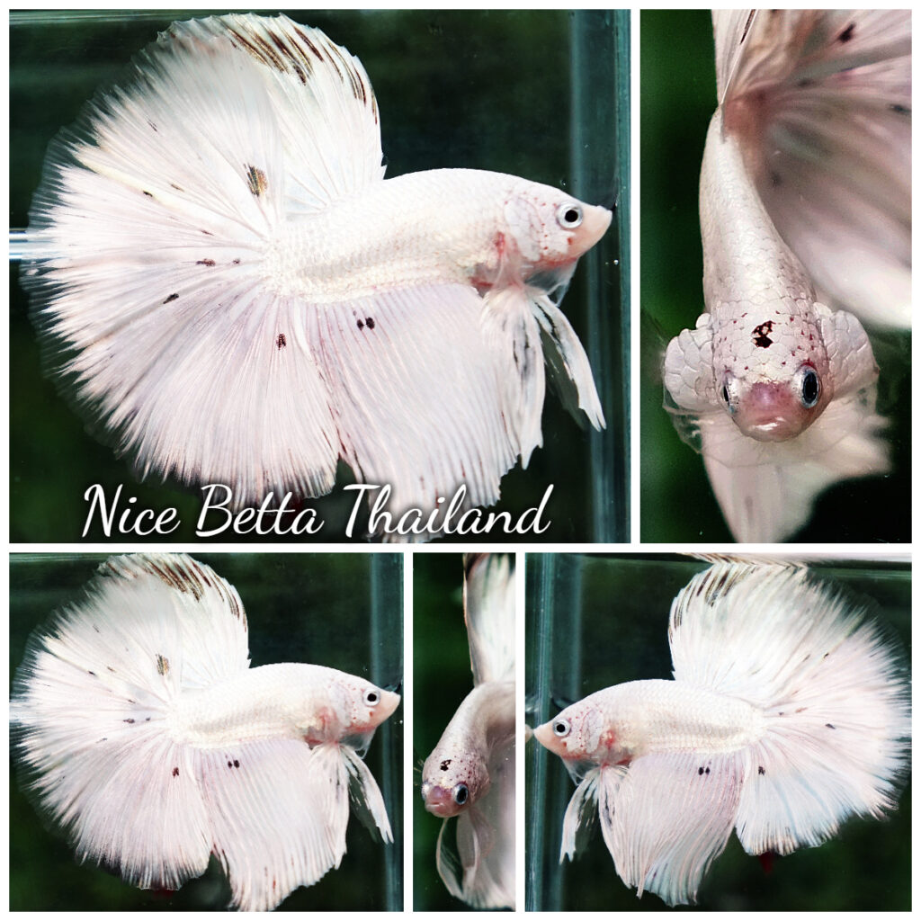 Betta fish HM White Dragon Platinum Copper Dot - nicebettathailand.com