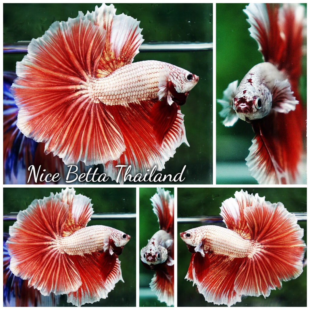 Betta fish OHM Meleys Dragon Sky Hawk - nicebettathailand.com