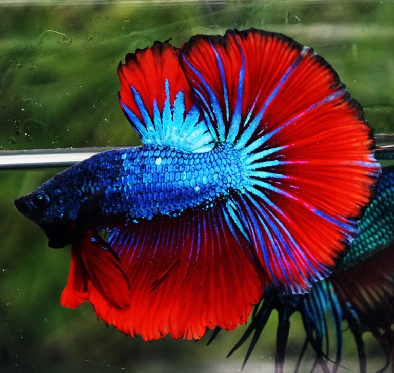 Betta fish OHM Blue on Fire - nicebettathailand.com