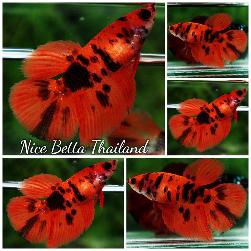 Betta fish Female HM Orange Tiger - nicebettathailand.com
