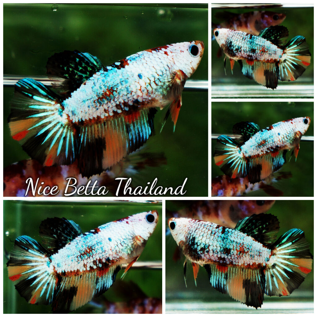 Betta fish Female HM Emerald Fancy Candy - nicebettathailand.com