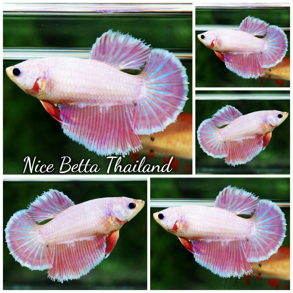 Betta fish Female HM Snow Pink Pony - nicebettathailand.com