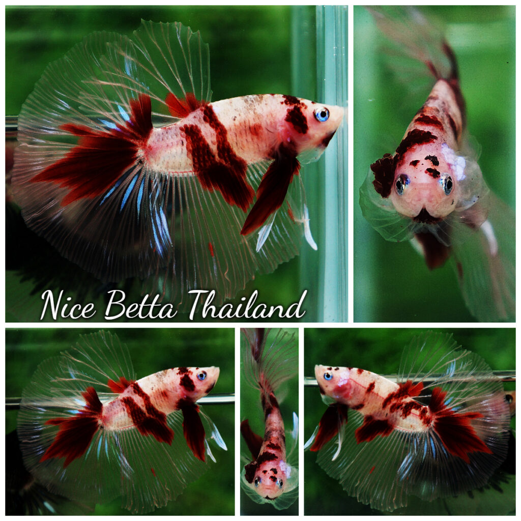 Betta fish HM Classic Red Koi - nicebettathailand.com