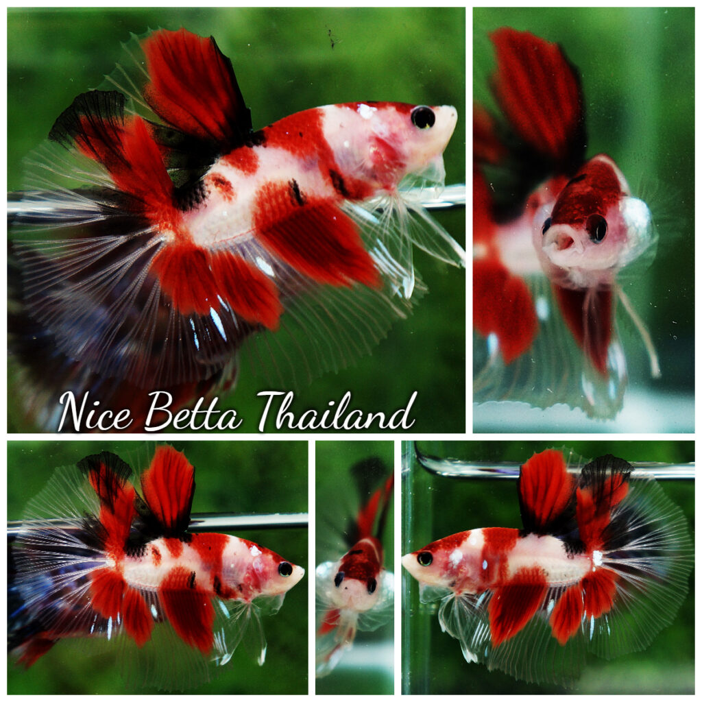 Betta fish HM Original Red Classic Koi - nicebettathailand.com