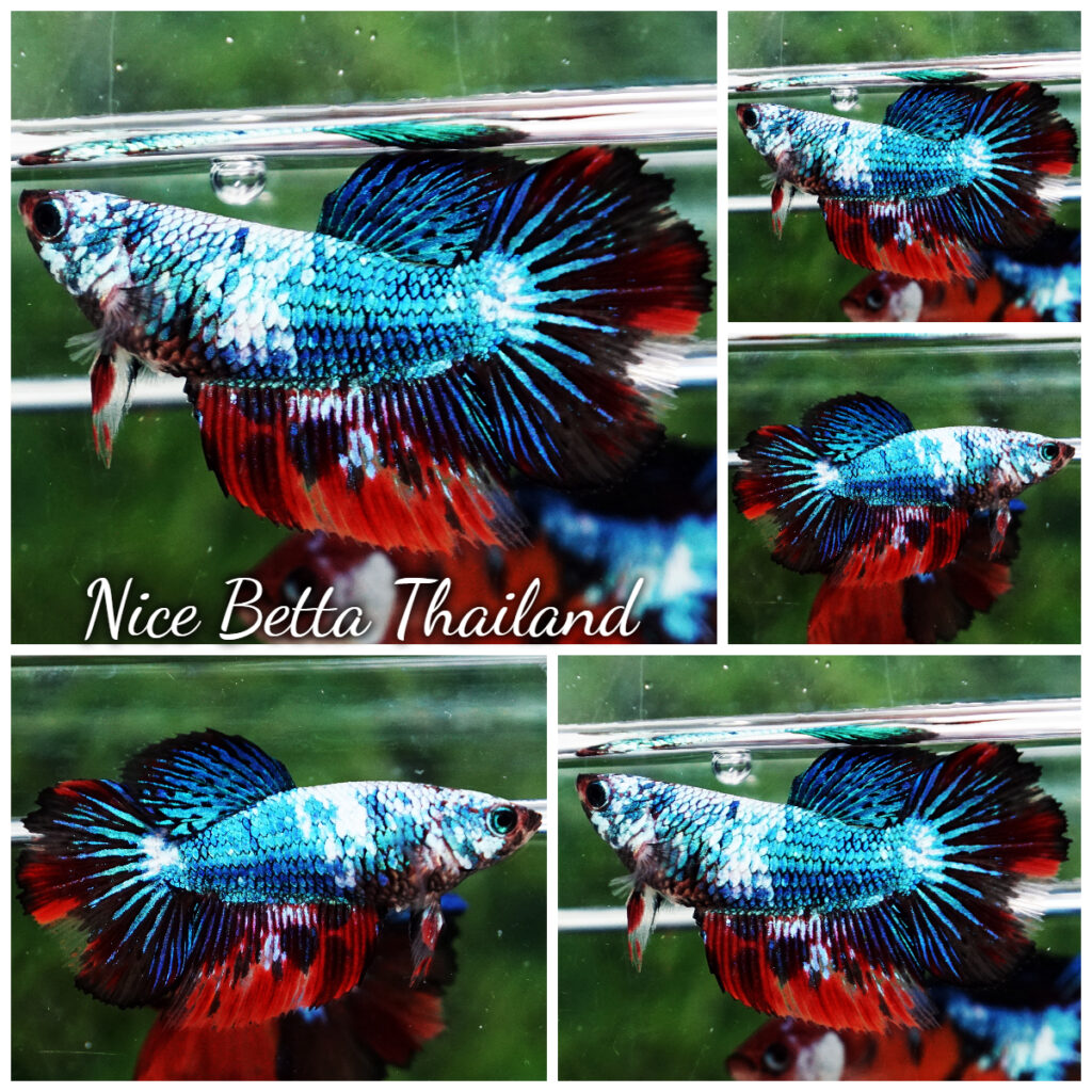 Betta fish Female HM Red Devil Thunder Gas - nicebettathailand.com