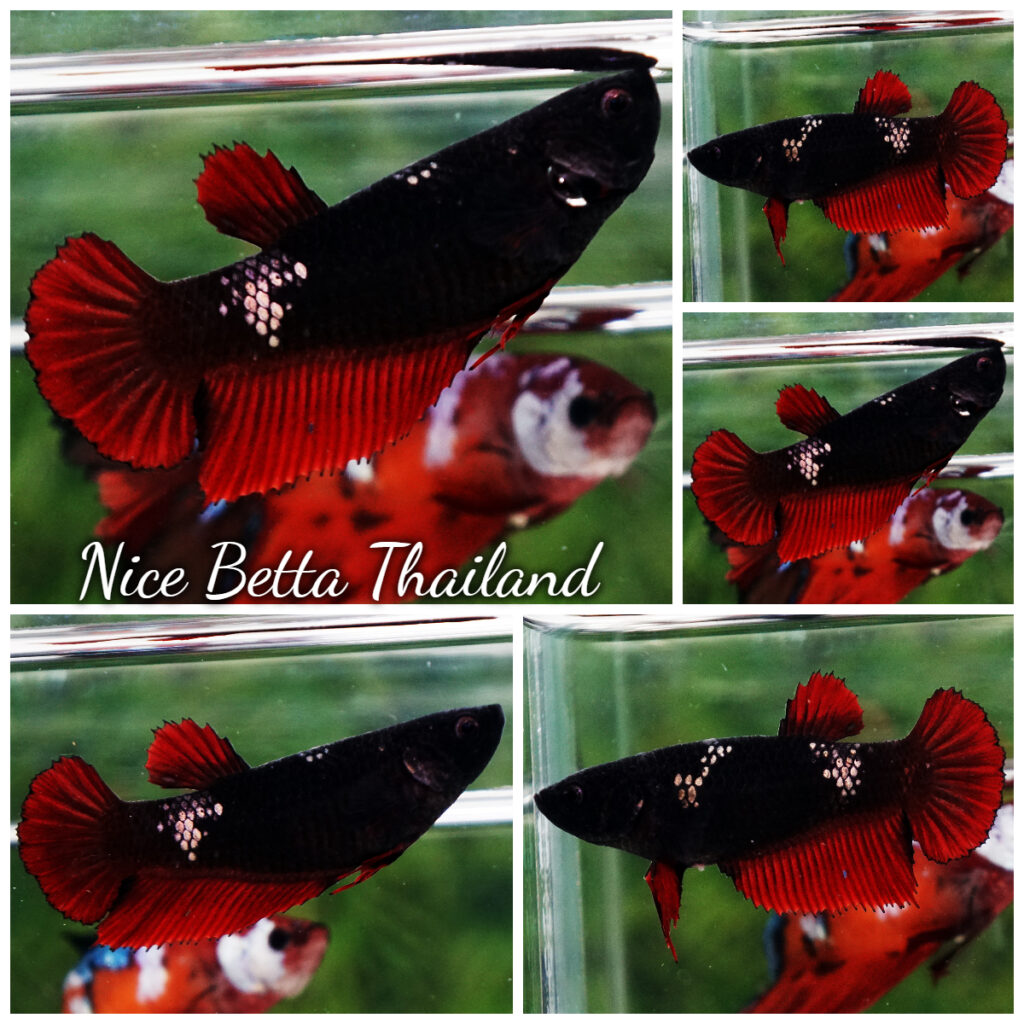 Avatar Betta Fish for Sale - nicebettathailand.com