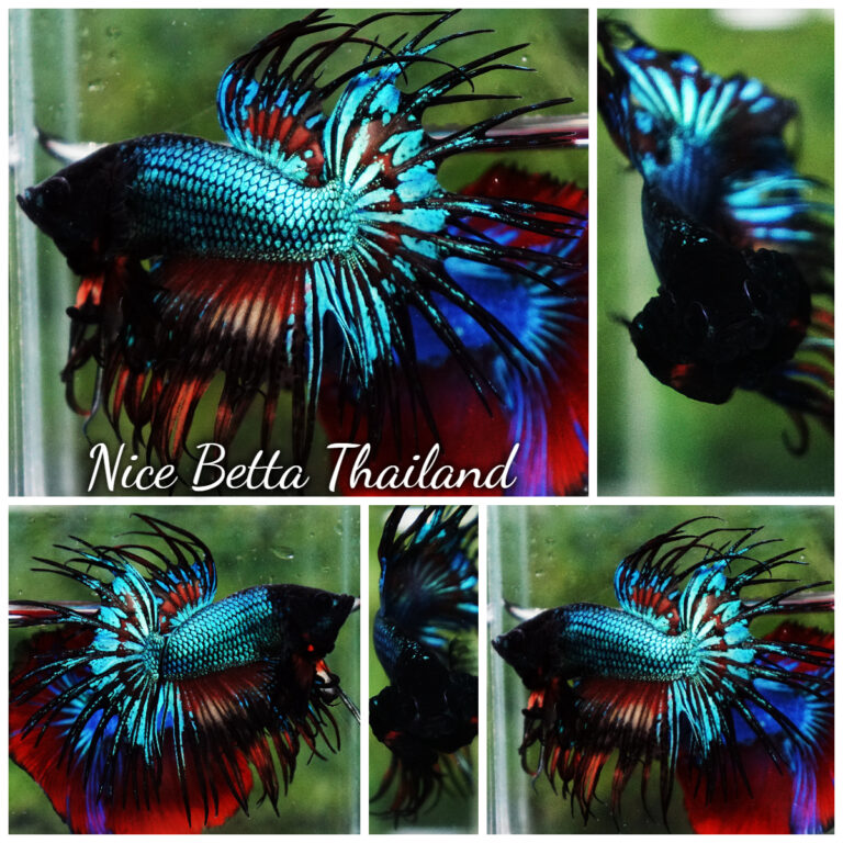 Betta fish CT Emerald Candy Nemo - nicebettathailand.com