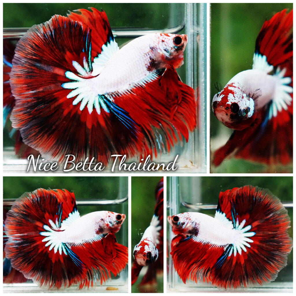 Betta fish OHM Snow Red Devil Star - nicebettathailand.com