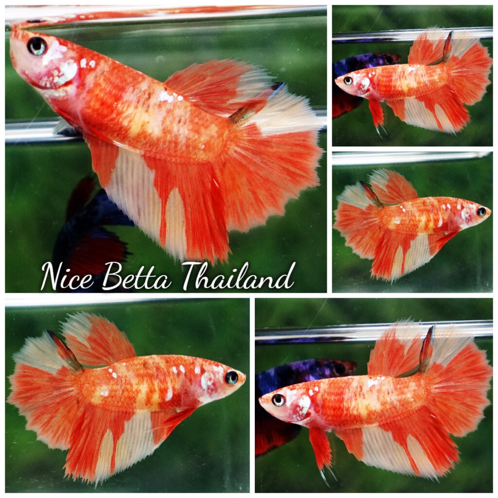 Betta fish Female HM Phoenix Yellow Base - nicebettathailand.com
