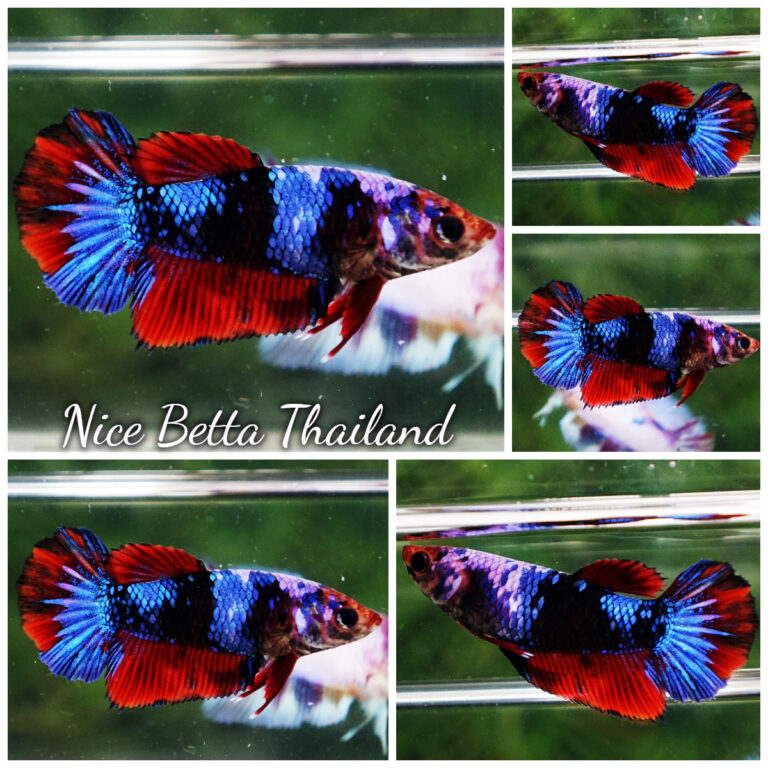 Betta fish Female HMPK Devil Avatar - nicebettathailand.com
