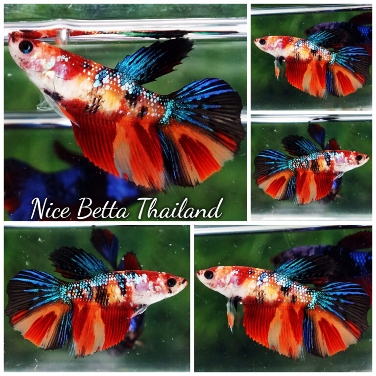 Betta fish Female HM Emerald Candy Nemo - nicebettathailand.com
