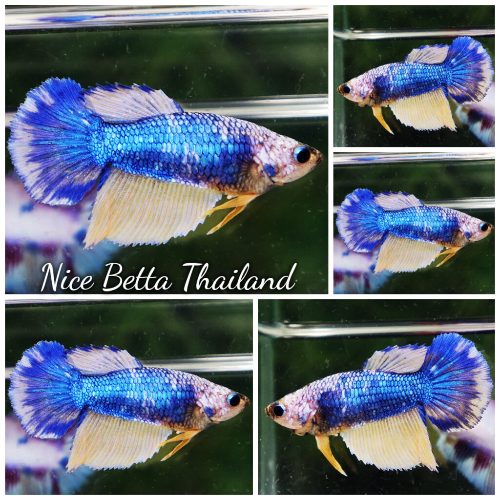 Betta fish Female HM Fancy Blue Macaw - nicebettathailand.com