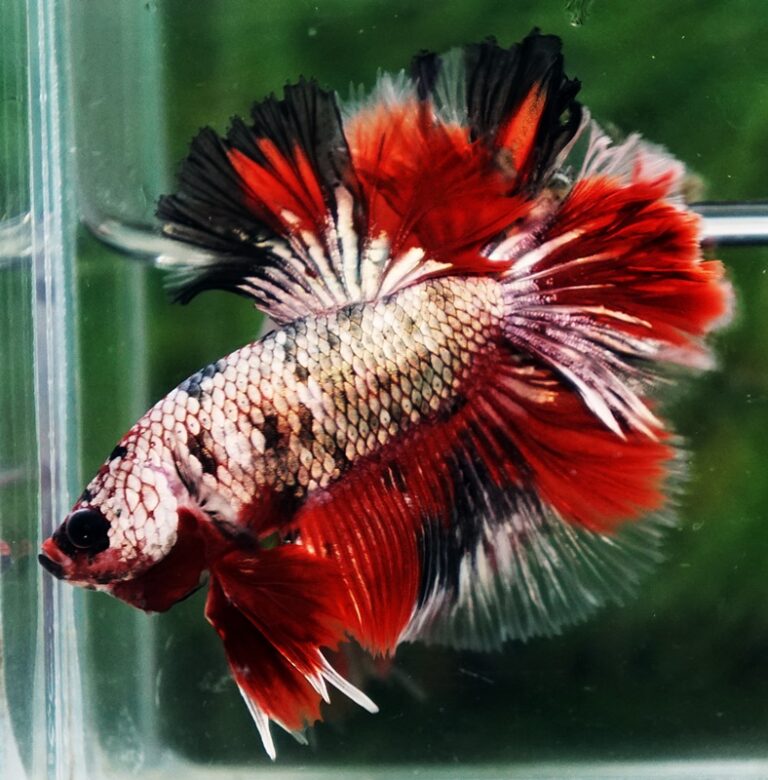 Betta fish OHM Red Devil Hellboy Copper Rosetail - nicebettathailand.com