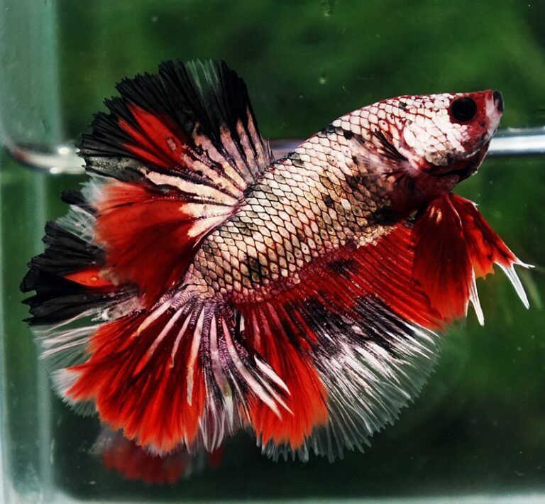 Betta fish OHM Red Devil Hellboy Copper Rosetail - nicebettathailand.com