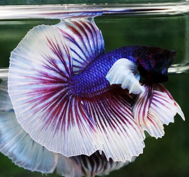 Betta fish OHM Purple Salamander Dumbo - nicebettathailand.com