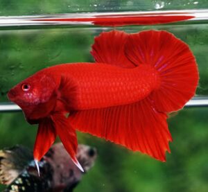 Betta fish HMPK Deep Clean Super Red (Comp Grade) - nicebettathailand.com