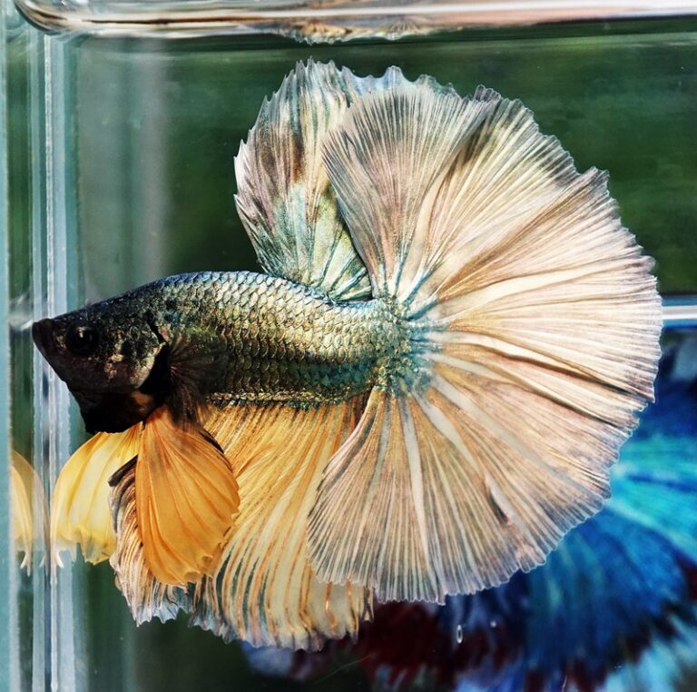 Betta fish OHM Copper Iron Musttard Sky Hawk - nicebettathailand.com