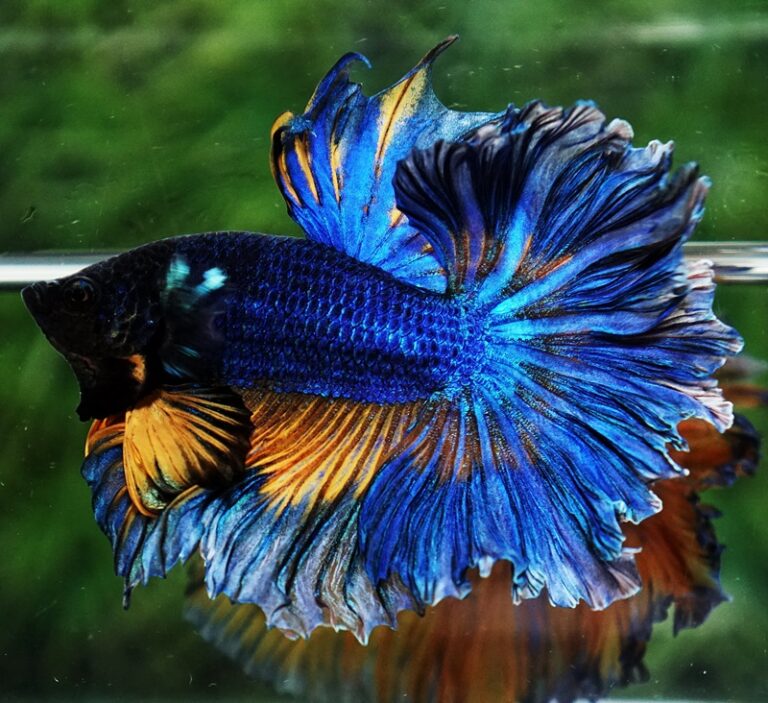 Betta fish OHM Blue Mustard Gas Sky Hawk Feather tail ...