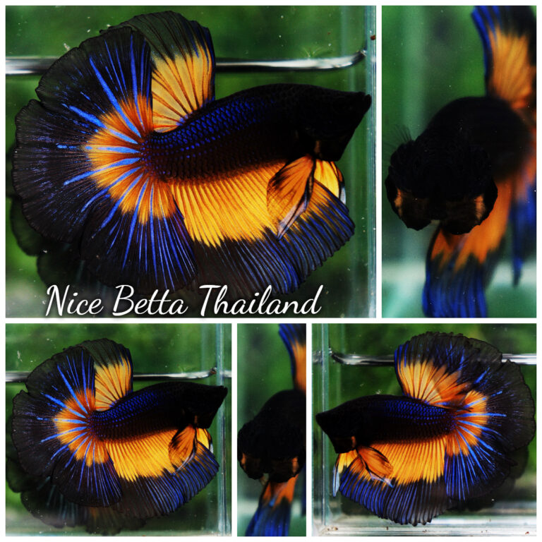 Betta fish OHM Blue Black Butterfly Mustard Gas - nicebettathailand.com