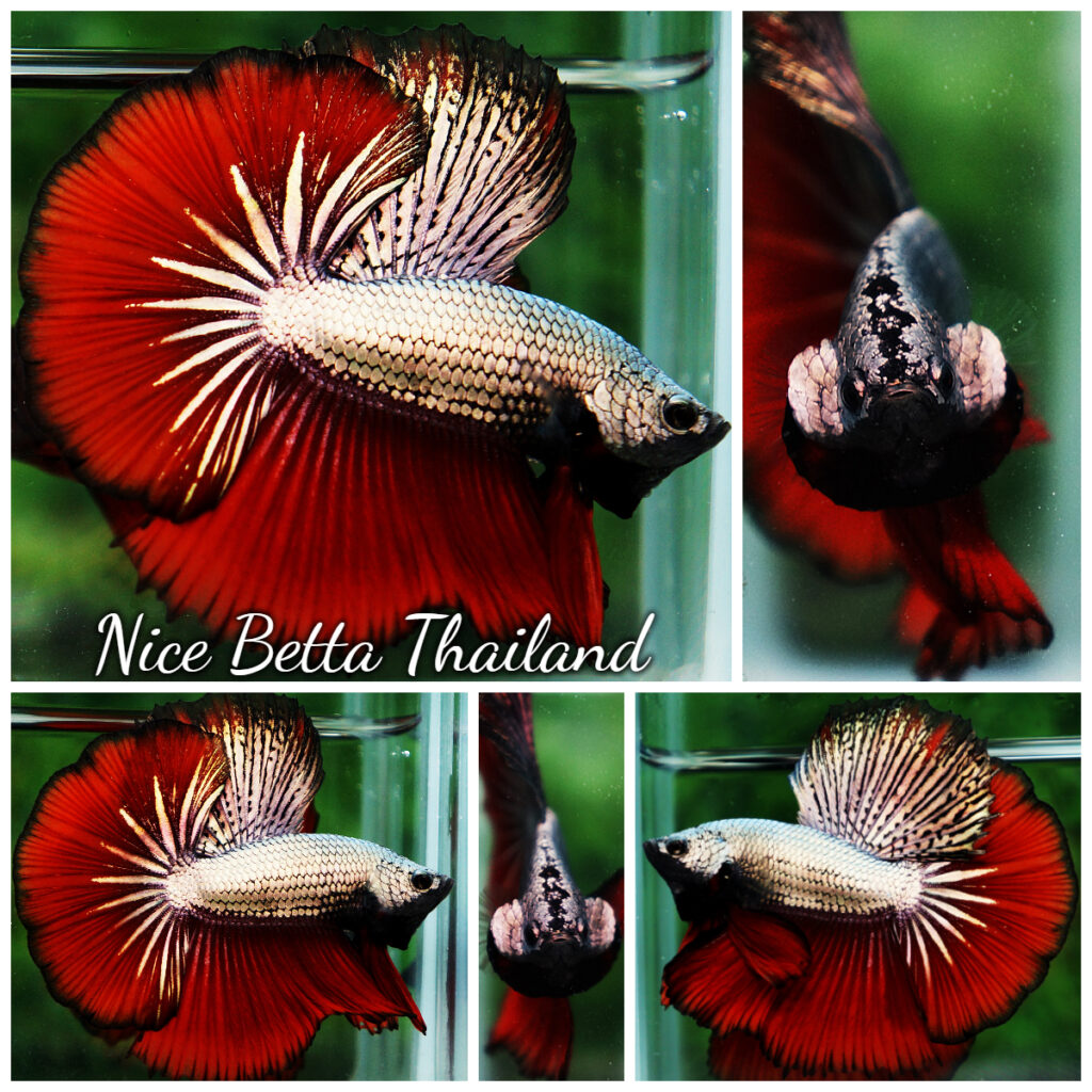 Betta fish OHM Luxury Hell Copper - nicebettathailand.com