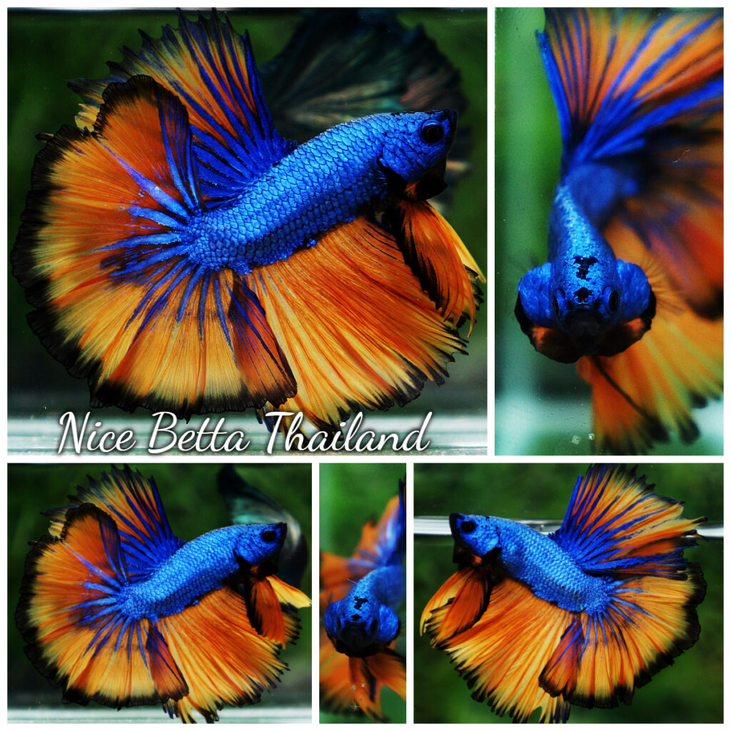 Betta fish OHM Blue Dragon Mustard Sky Hawk - nicebettathailand.com