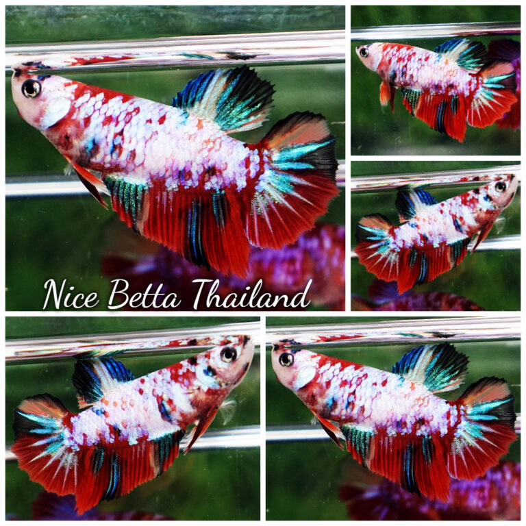 Betta fish Female HM Fancy Multicolor Galaxy - nicebettathailand.com