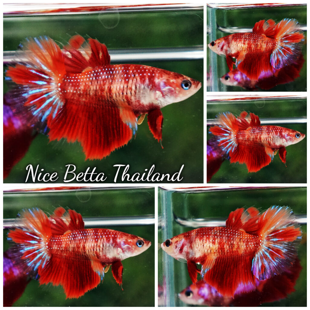 Betta fish Female HM Blaze Burn Phoenix - nicebettathailand.com