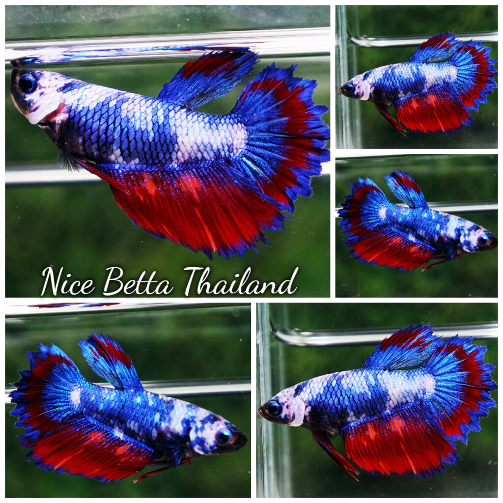 Betta fish Female HM Blue Ring Marble On Fire - nicebettathailand.com