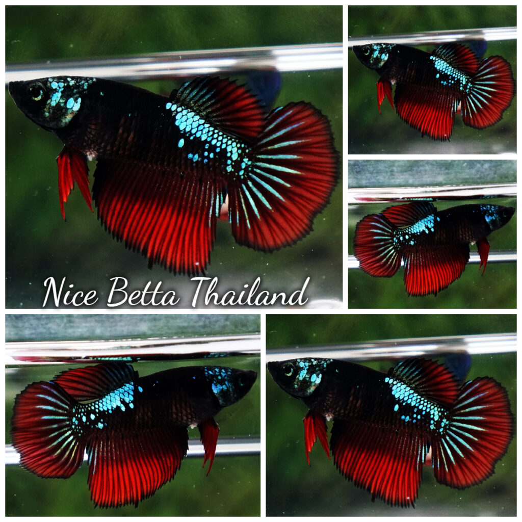 Betta fish Female HM Hell Girl Super Dark Samurai - nicebettathailand.com