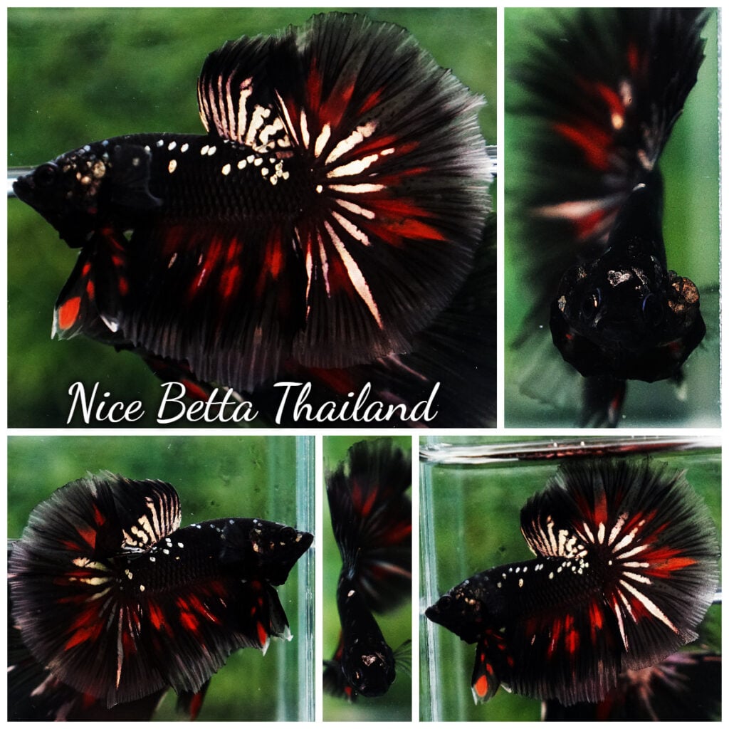 Premium Betta fish OHM Vampire Gold Star - nicebettathailand.com