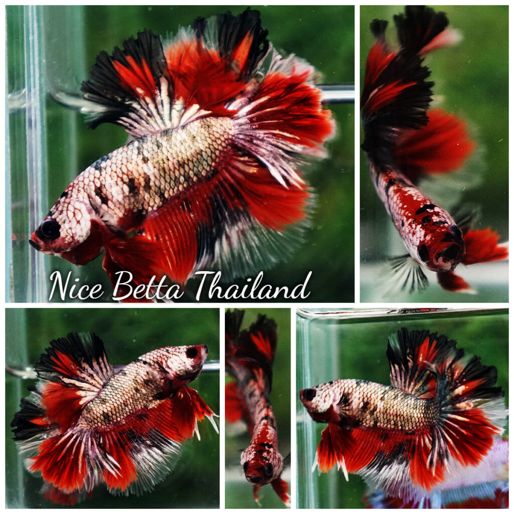 Betta fish OHM Red Devil Hellboy Copper Rosetail - nicebettathailand.com