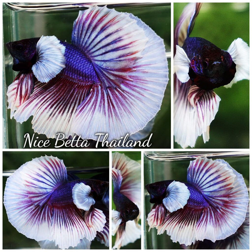 Betta fish OHM Purple Salamander Dumbo - nicebettathailand.com