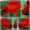 Betta fish HMPK Deep Clean Super Red (Comp Grade) - nicebettathailand.com