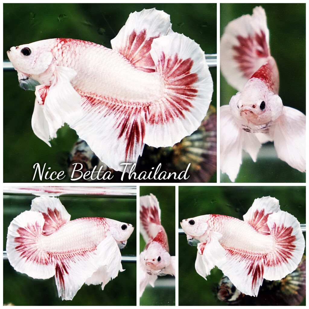 Betta fish OHMPK Bloodseker Dragon Dumbo - nicebettathailand.com