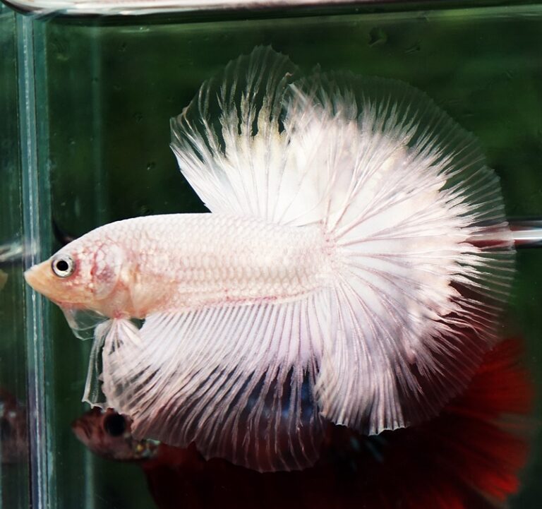 Betta fish HM Platinum White Dragon (Original blood ...