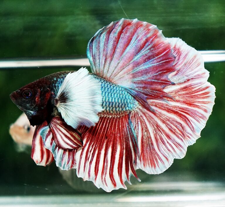 Betta fish HM Red Emerald Salamander Dumbo Rosetail - nicebettathailand.com
