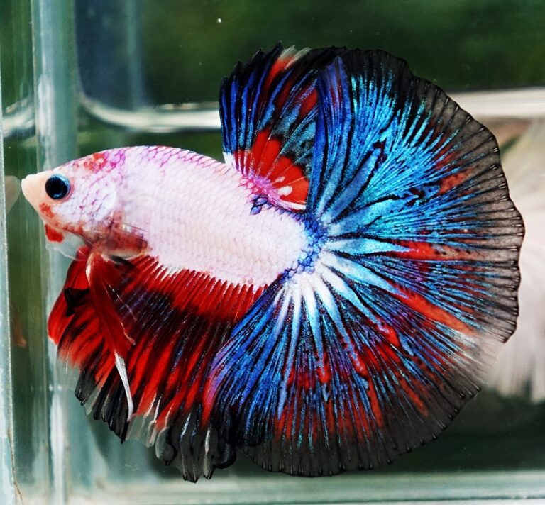 Betta fish OHM Fancy Dragon - nicebettathailand.com