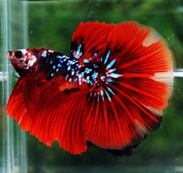 Betta fish HM Red Vampire Galaxy - nicebettathailand.com