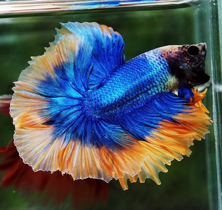 Betta fish OHM Rosetail Grizle Mustard Butterfly - nicebettathailand.com