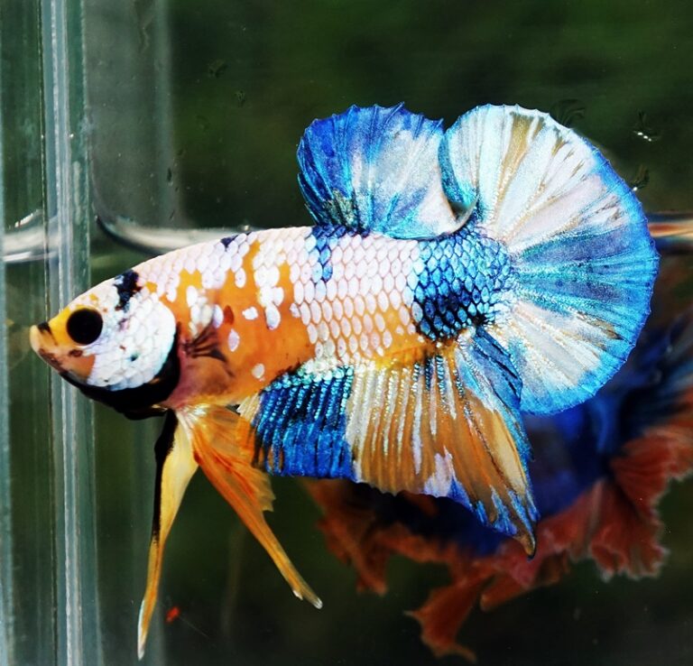 Betta fish HMPK Fancy Yellow Macaw - nicebettathailand.com