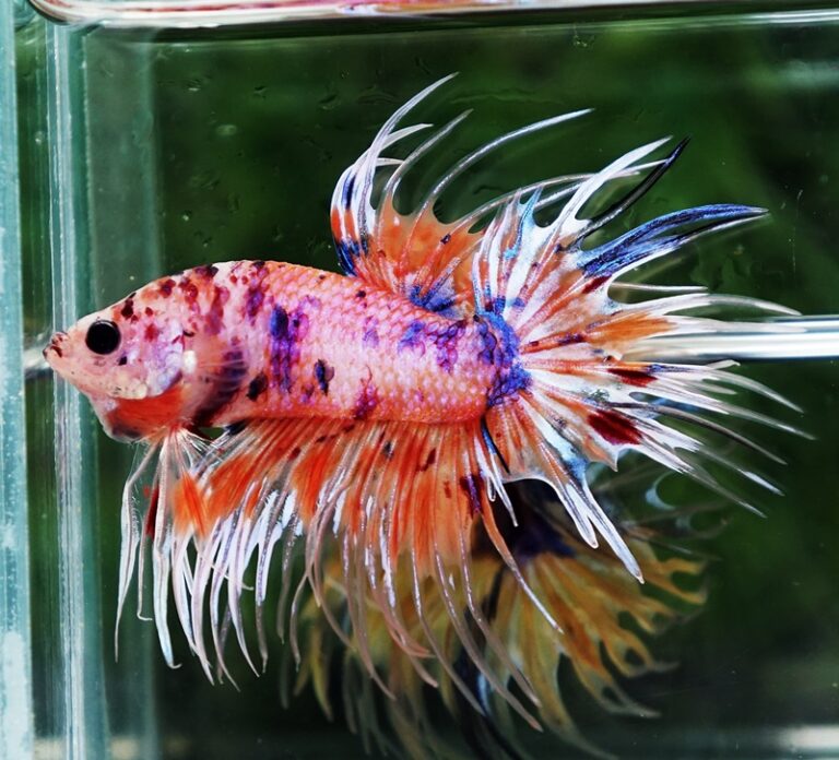 Betta fish CT Emerald Candy Nemo - nicebettathailand.com