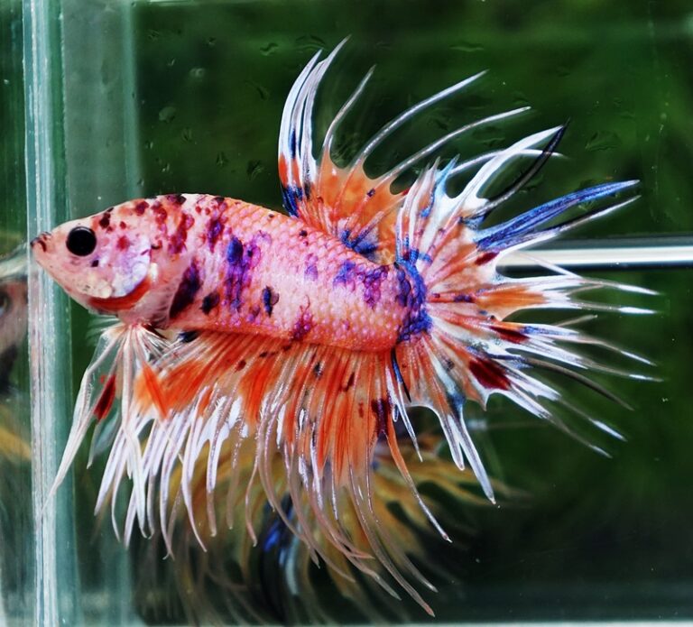Betta fish CT Emerald Candy Nemo - nicebettathailand.com