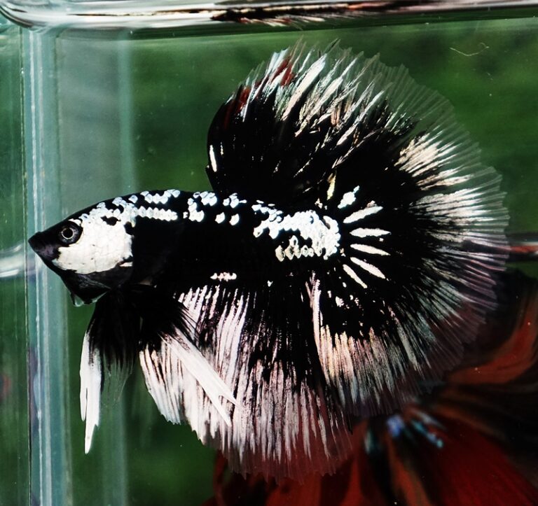 Betta fish HM Shadow Black Samurai (Rare) - nicebettathailand.com