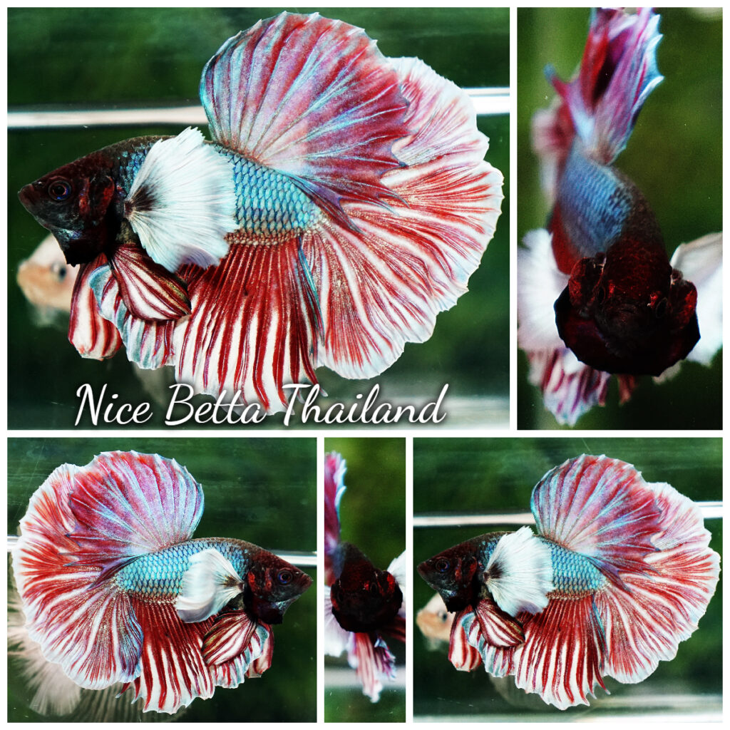 Betta fish HM Red Emerald Salamander Dumbo Rosetail - nicebettathailand.com