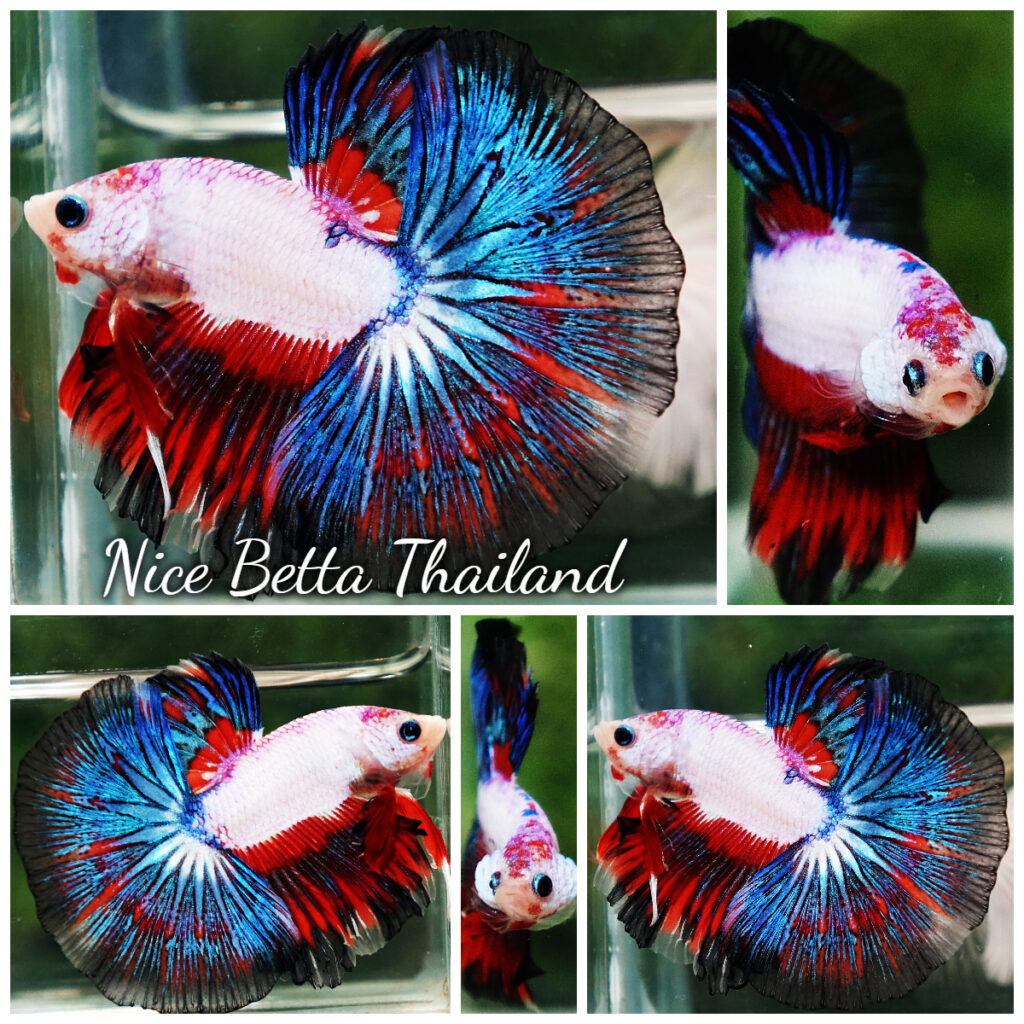 Betta fish OHM Fancy Dragon - nicebettathailand.com