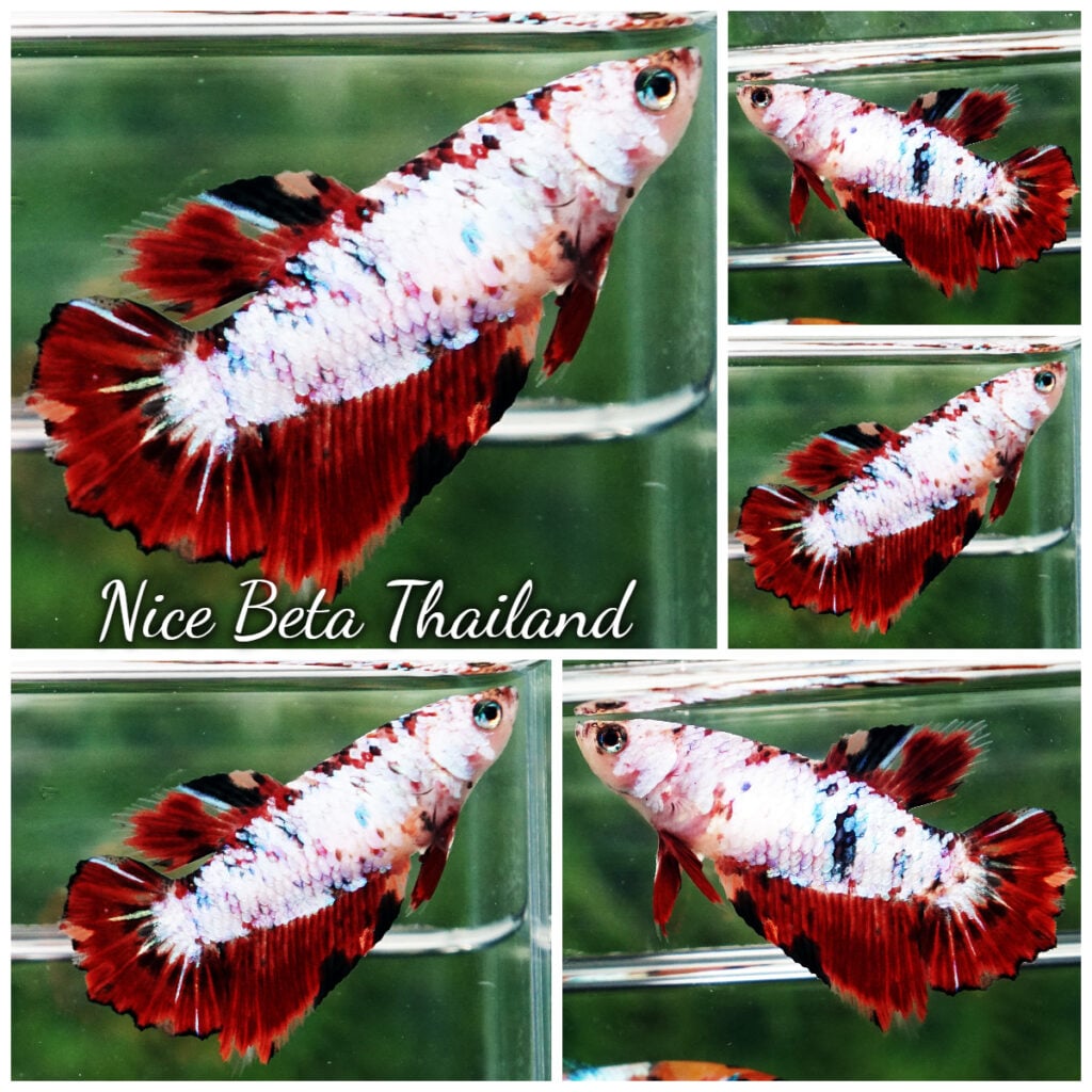 Betta fish Female HM Fancy Red Galaxy - nicebettathailand.com