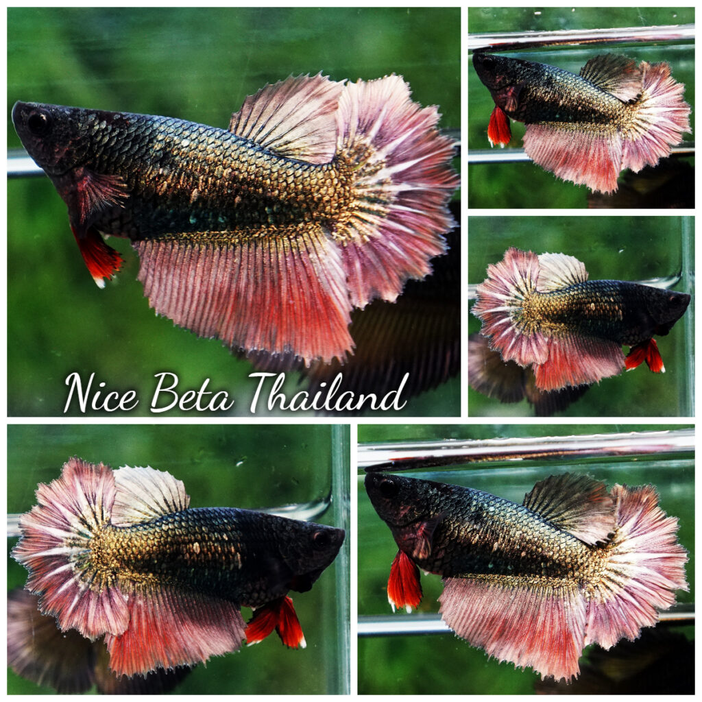 Betta fish Female HM Classic Copper Gold Rosetail - nicebettathailand.com