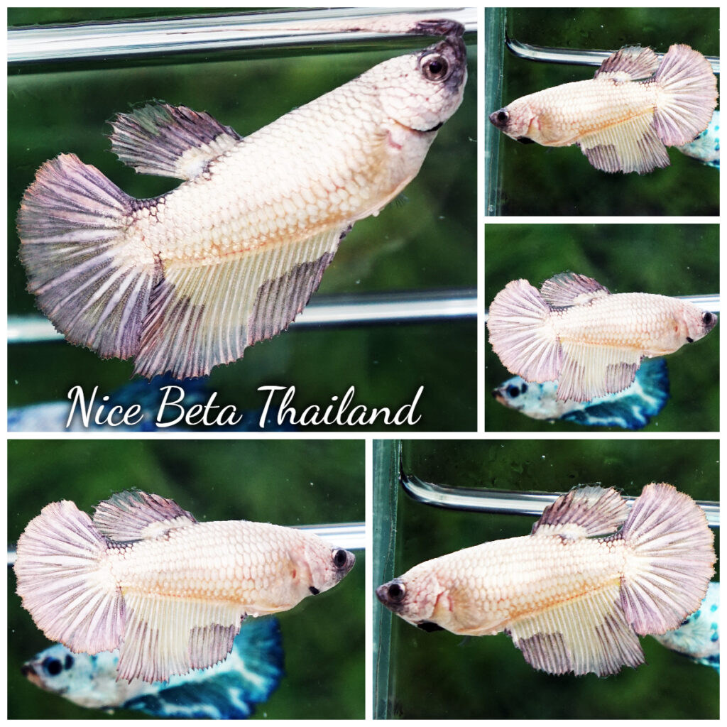 Betta fish Female HM Yellow Copper - nicebettathailand.com
