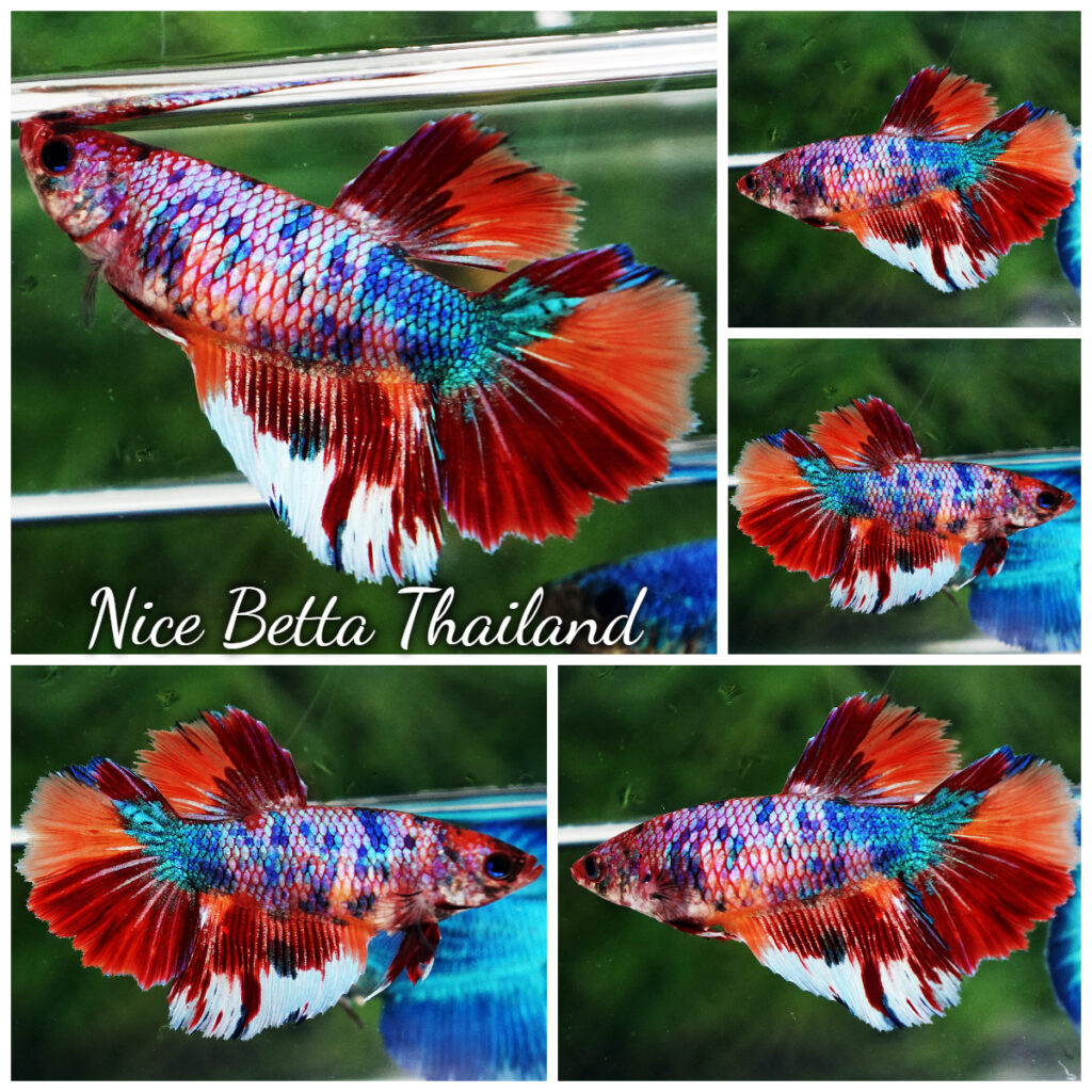 Betta fish Female HM Siam Multicolor Candy Nemo - nicebettathailand.com
