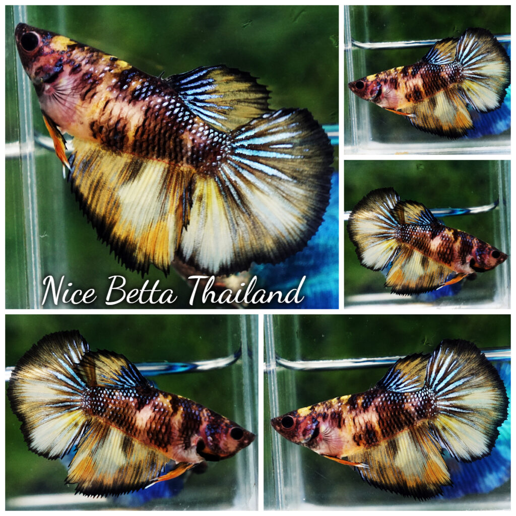 Betta fish Female Queen of Leopard - nicebettathailand.com